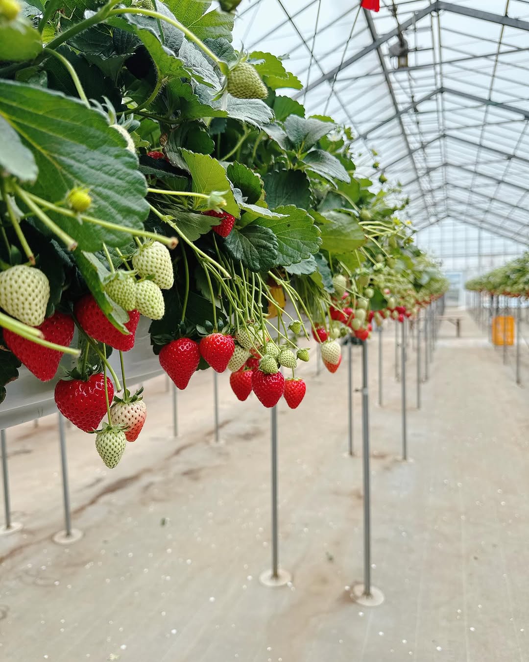 所沢北田農園いちごのマルシェ - バズグルメ[BUZZ GOURMET]